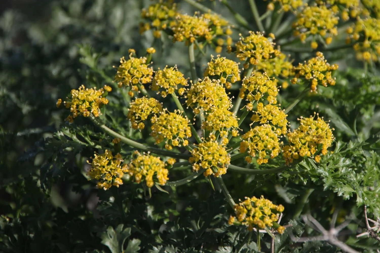 Native Plant Protection — Channel Islands Restoration