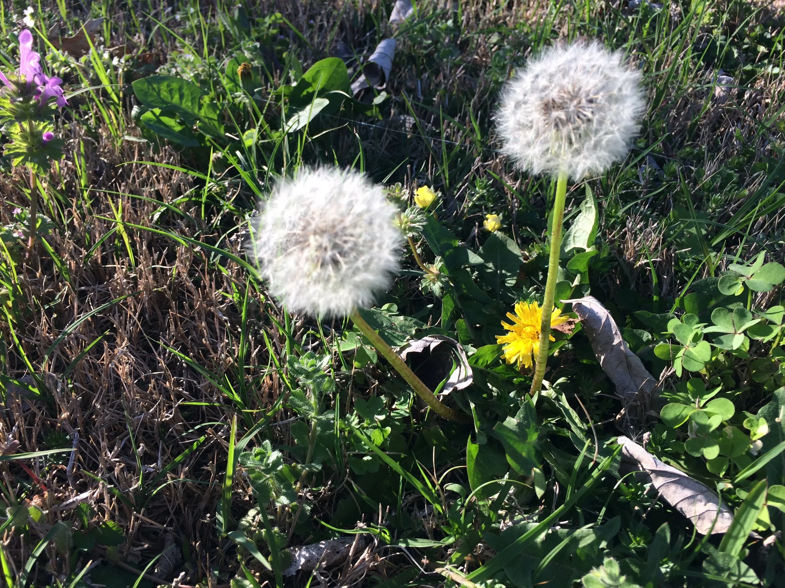 Examples Of Tenacity