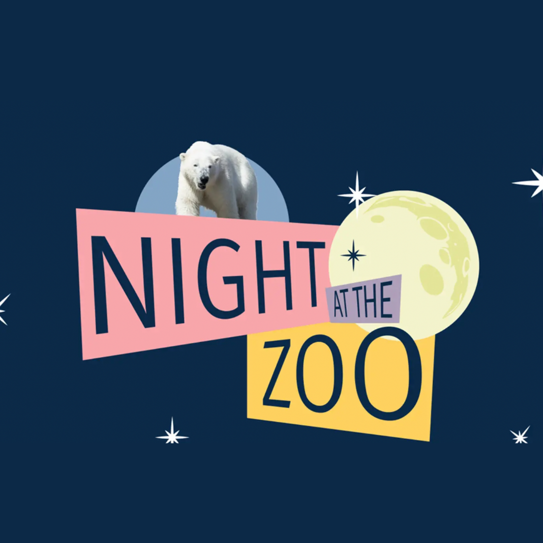 Night at the Zoo! — MCCGSL