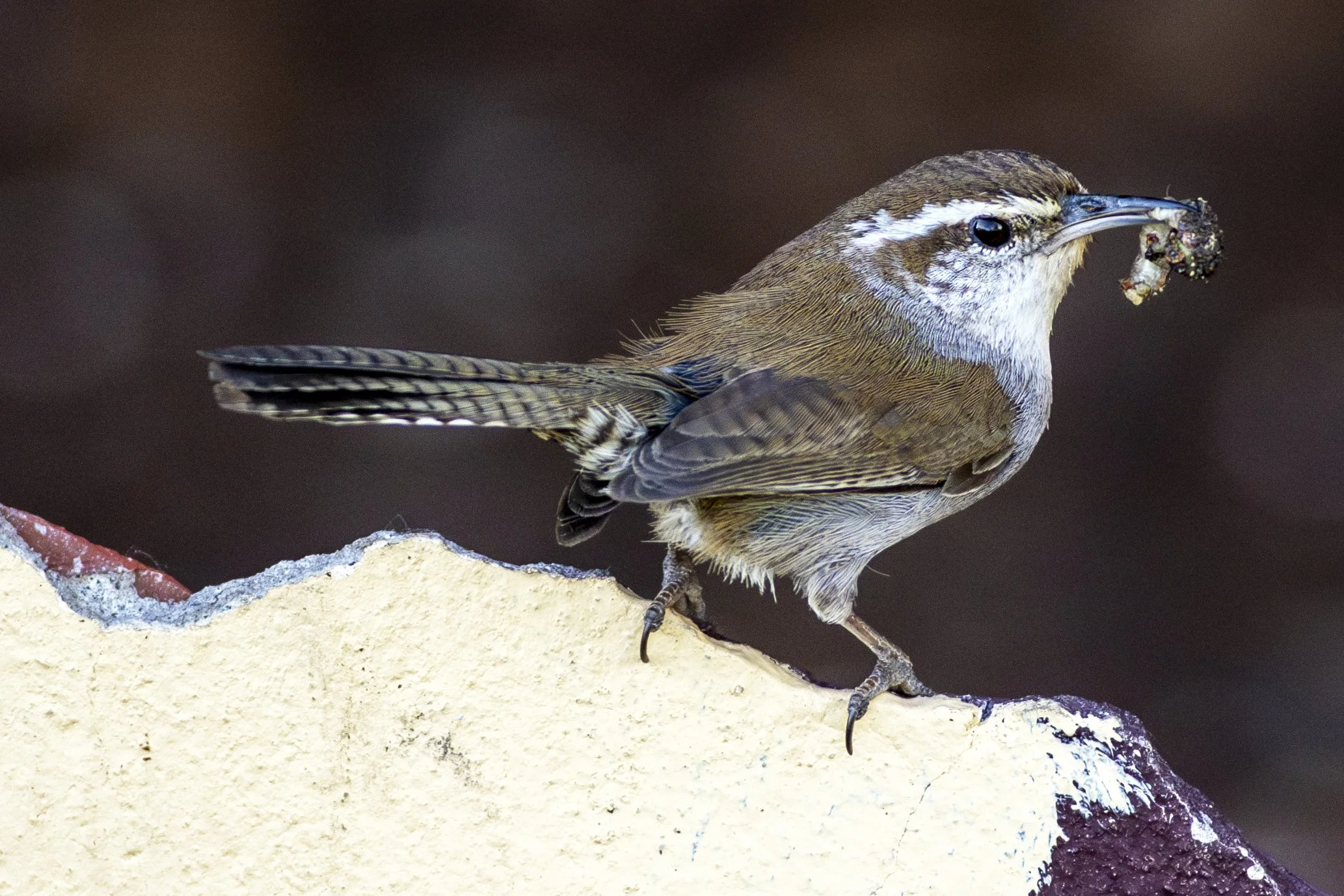 Bird of the Month — Kitsap Audubon Society
