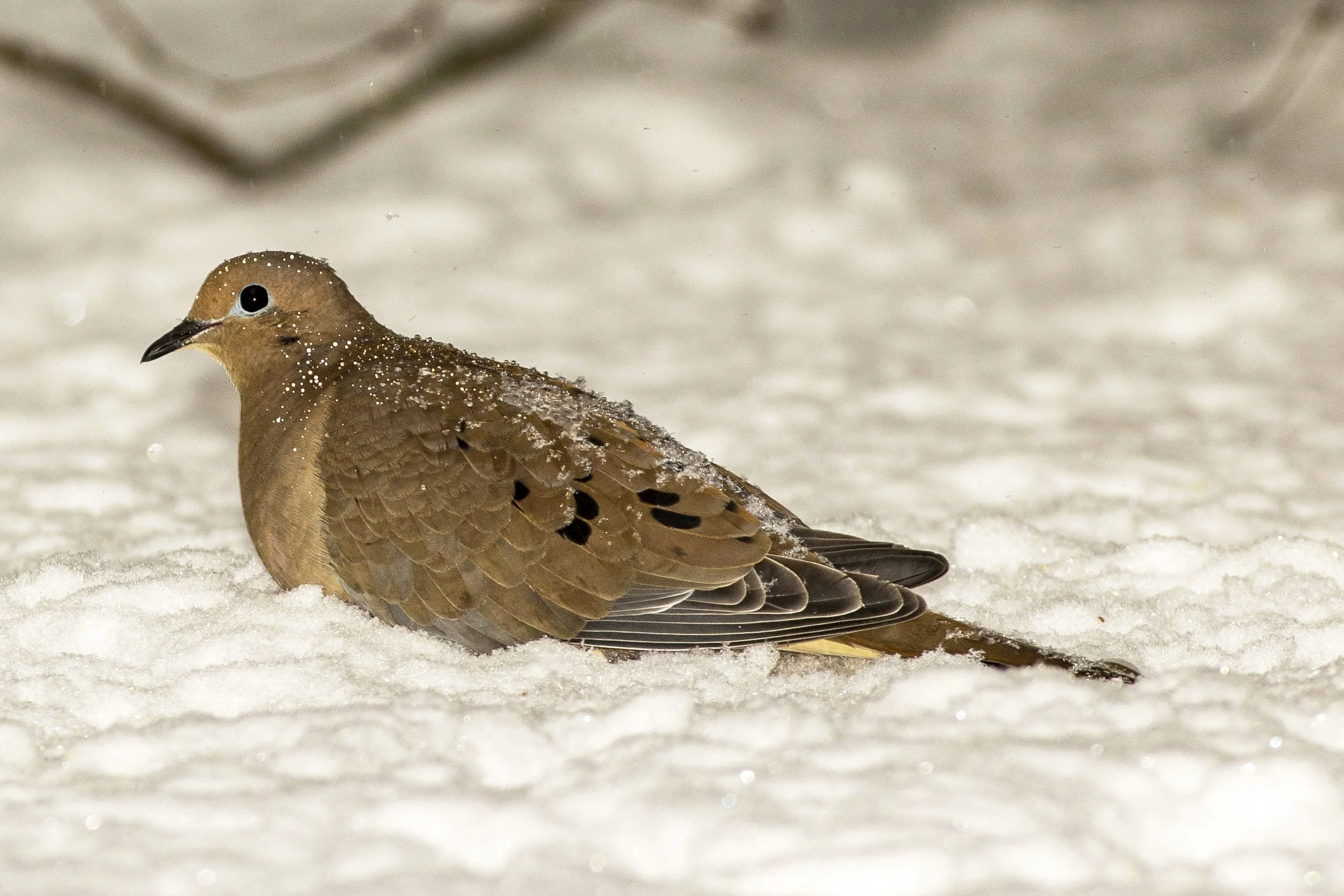 Bird of the Month — Kitsap Audubon Society