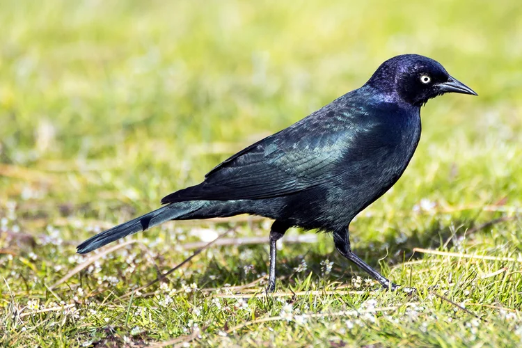 Bird of the Month — Kitsap Audubon Society