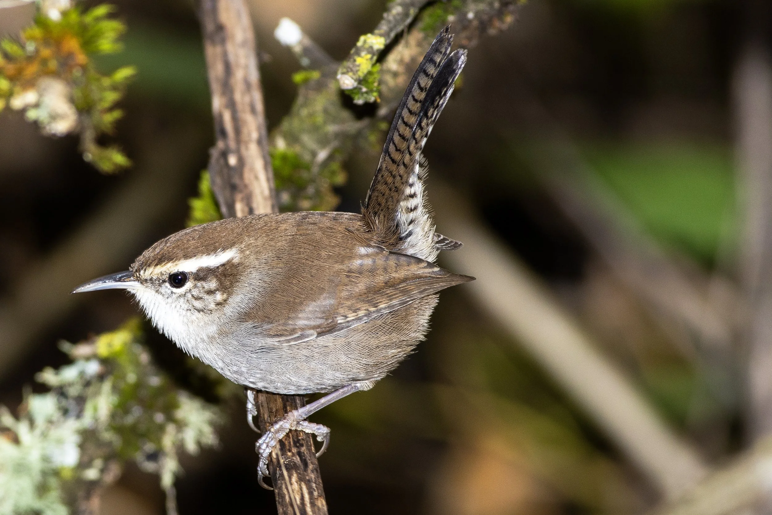 Bird of the Month — Kitsap Audubon Society