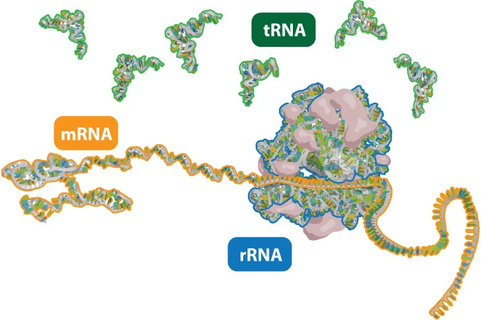 How Does the Nuclear Run on Assay Work?