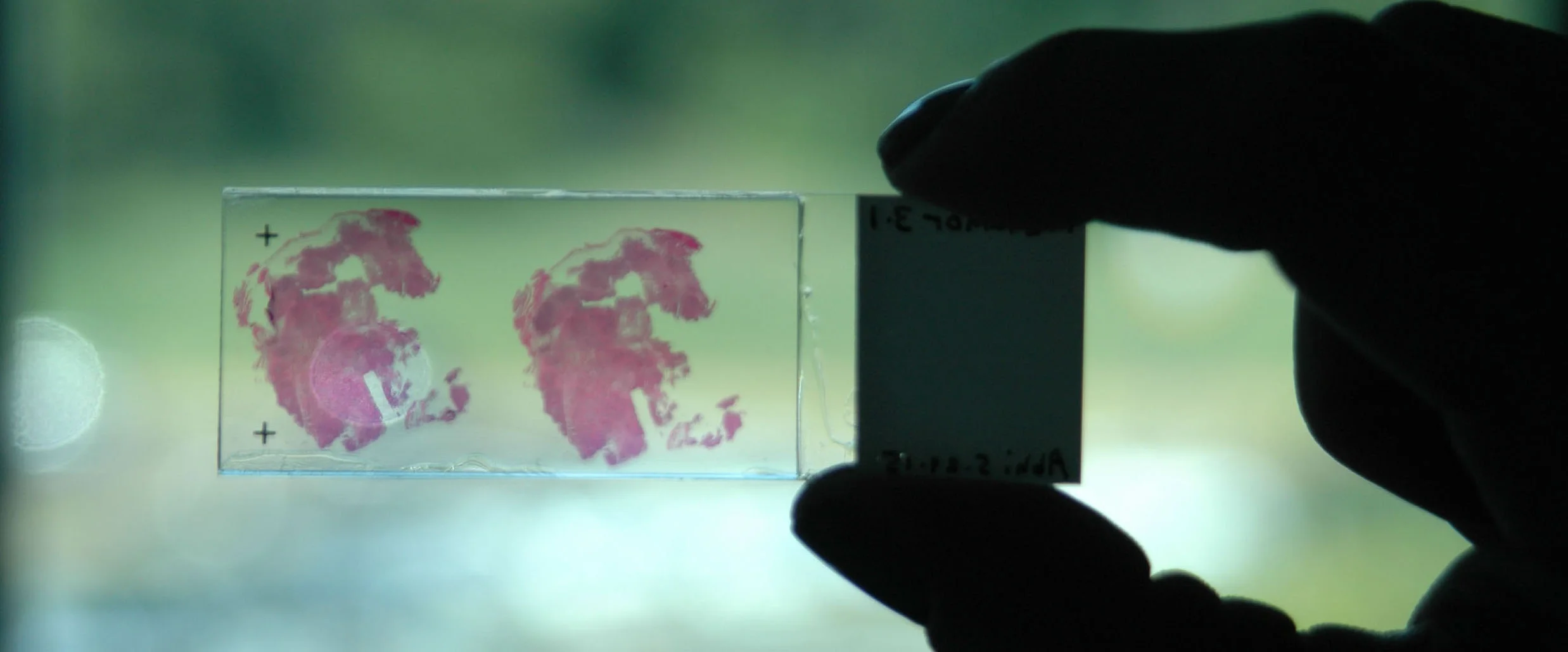 Histology: Emphasis on Histotechniques