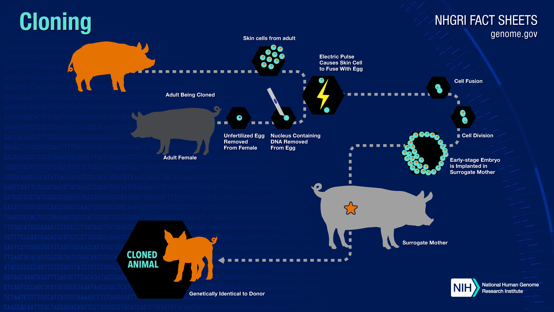 Artificial Cloning: The Future of Medicine?