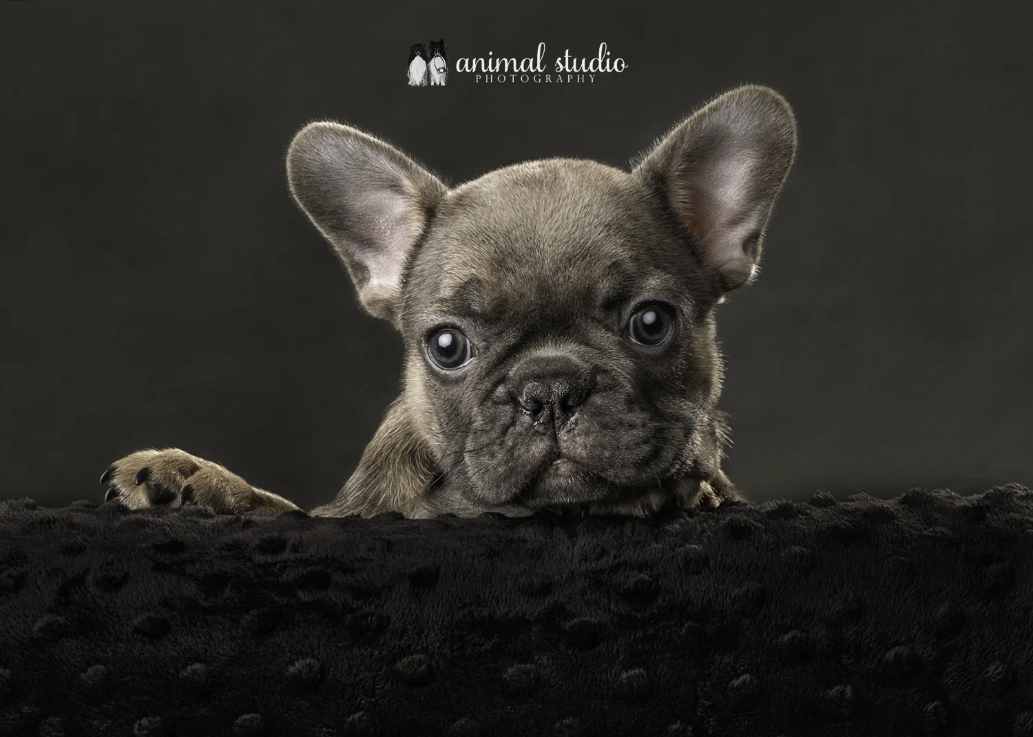 Studio Dogs — Animal Studio Photography
