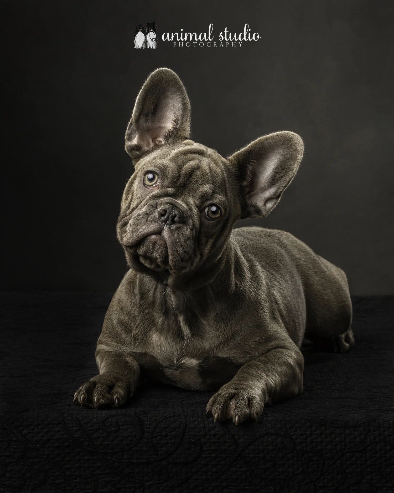 Studio Dogs — Animal Studio Photography
