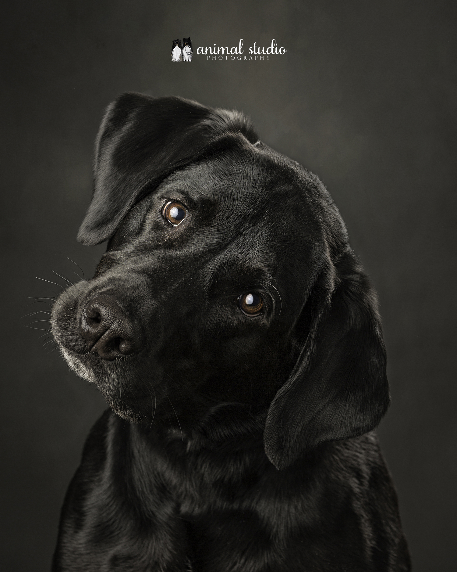 Studio Dogs — Animal Studio Photography
