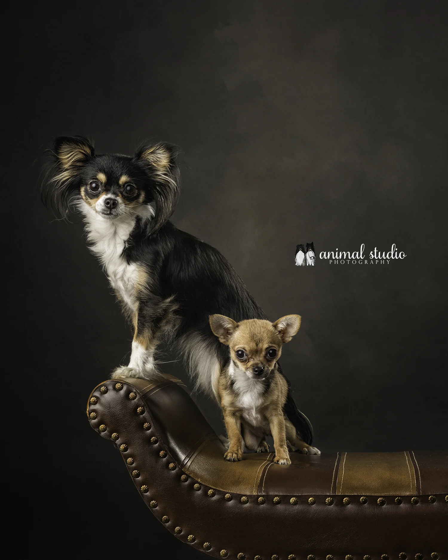Studio Dogs — Animal Studio Photography