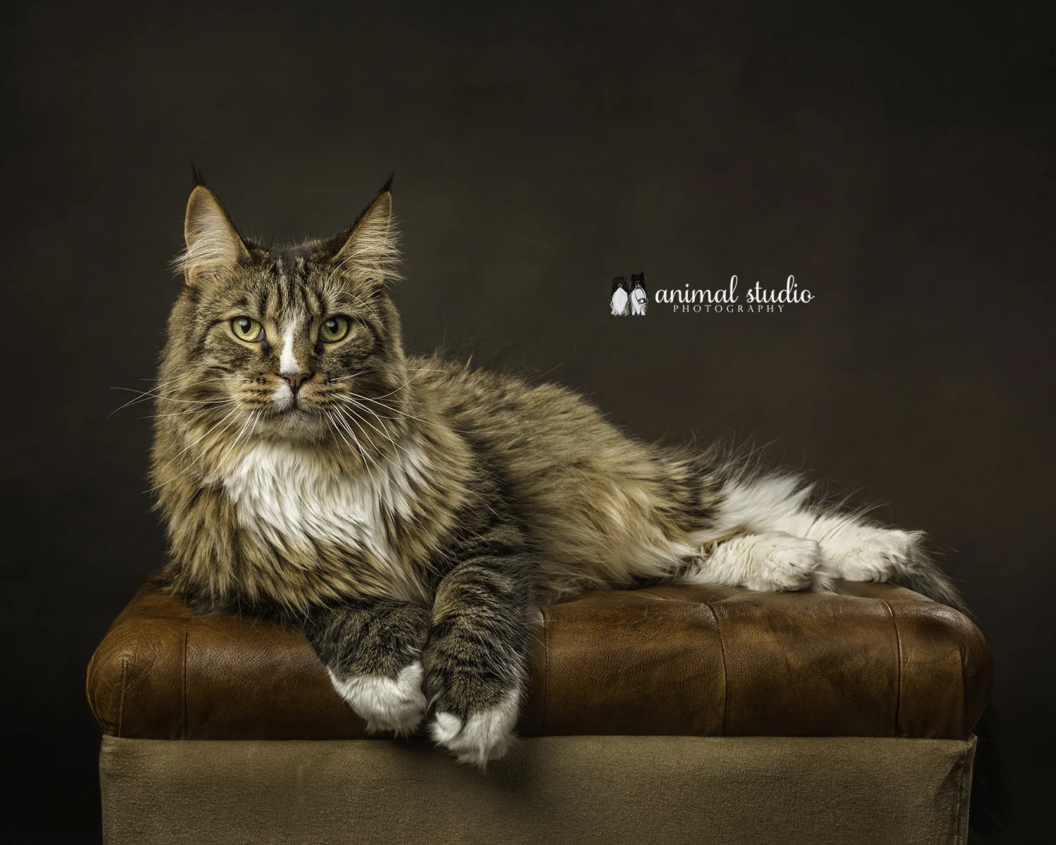 Studio Cats — Animal Studio Photography
