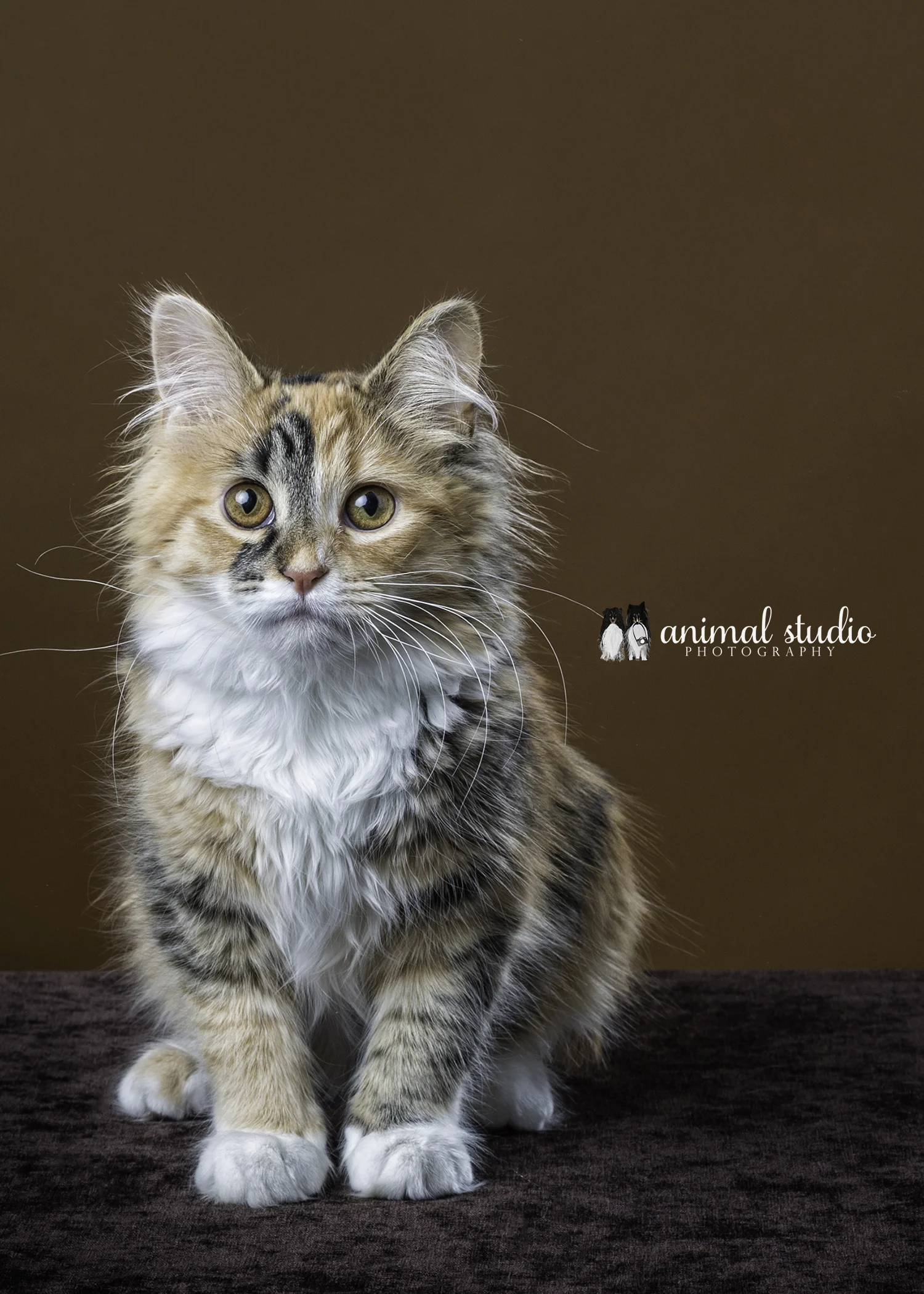 Studio Cats — Animal Studio Photography