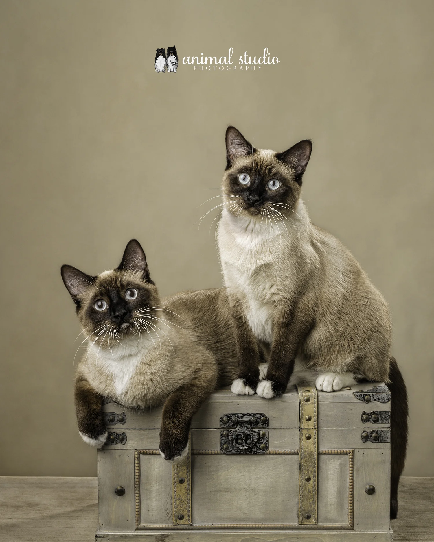 Studio Cats — Animal Studio Photography