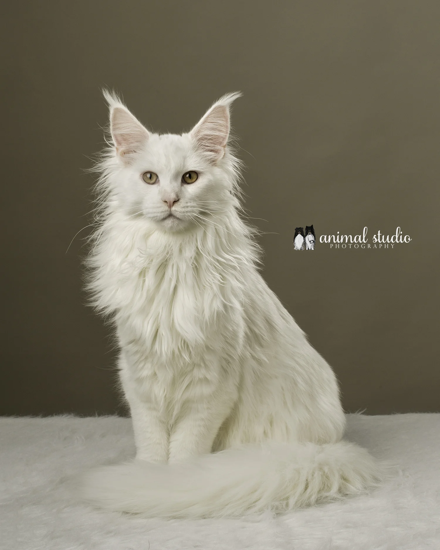 Studio Cats — Animal Studio Photography