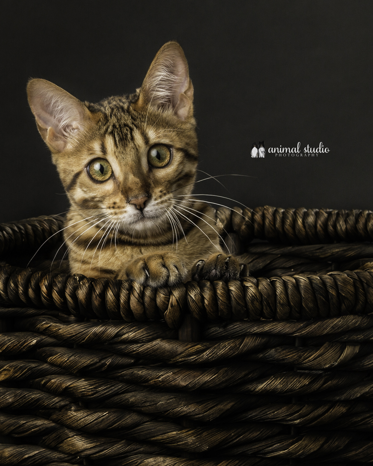 Studio Cats — Animal Studio Photography