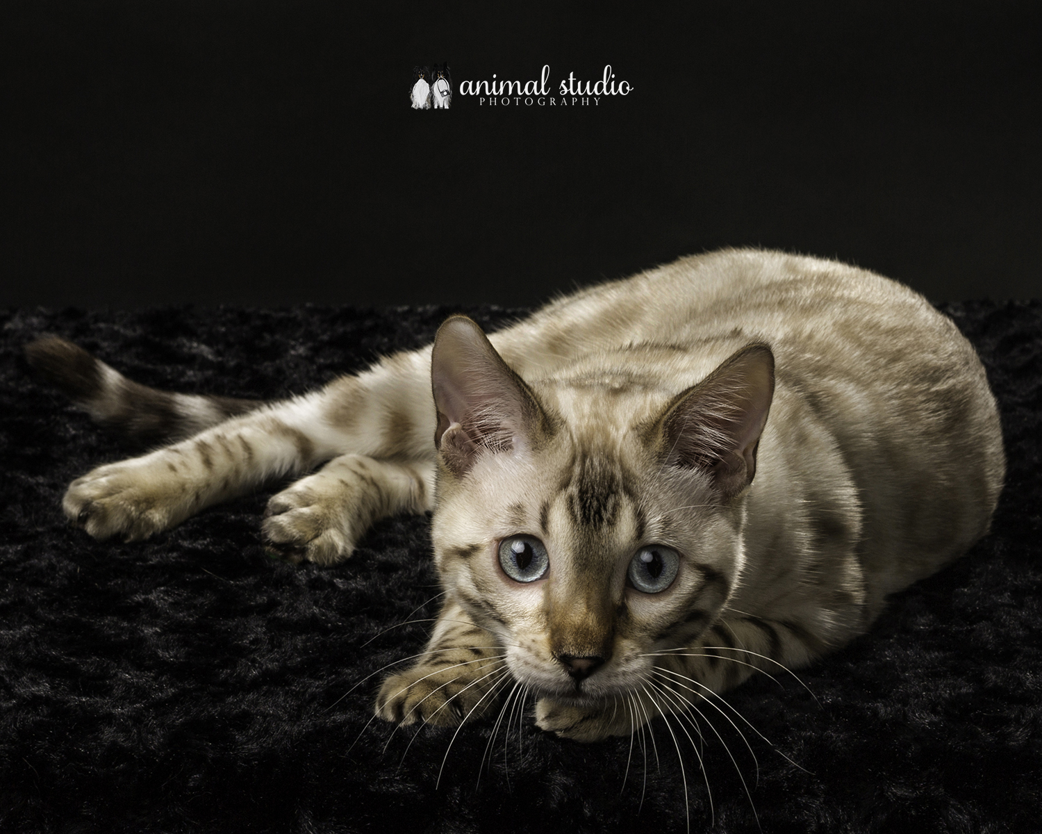 Studio Cats — Animal Studio Photography
