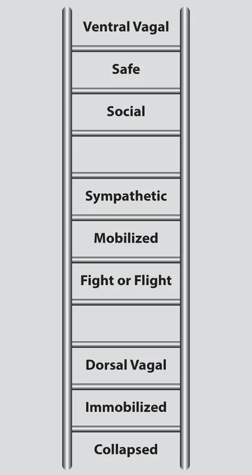 Polyvagal Theory and Holistic Healthcare — PYI