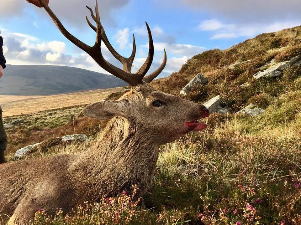 Sika Stag Ireland