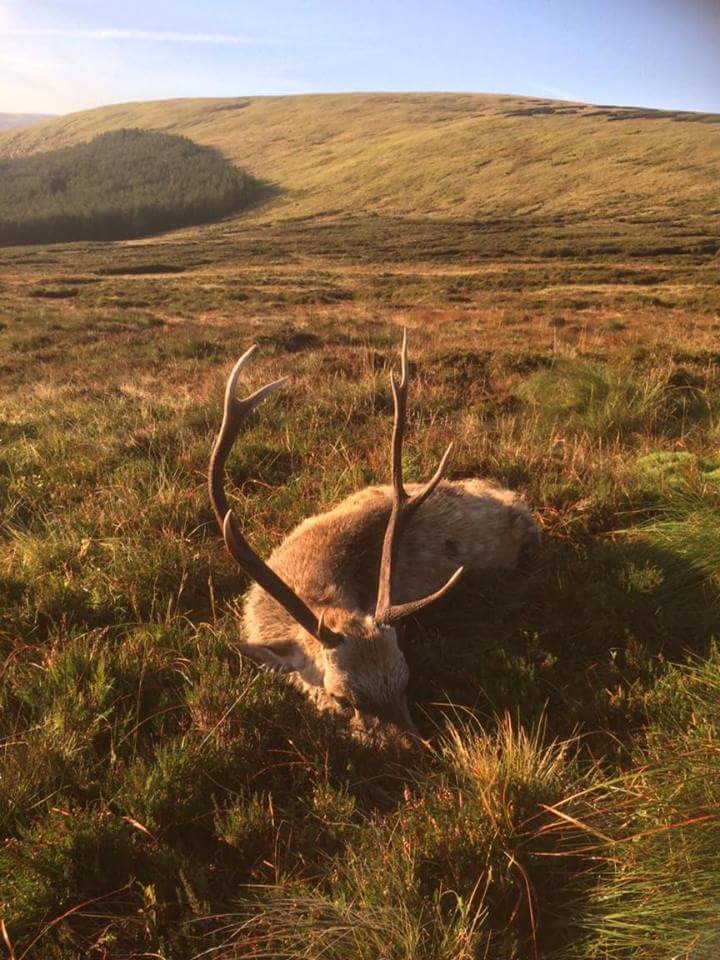 Sika Stag Ireland