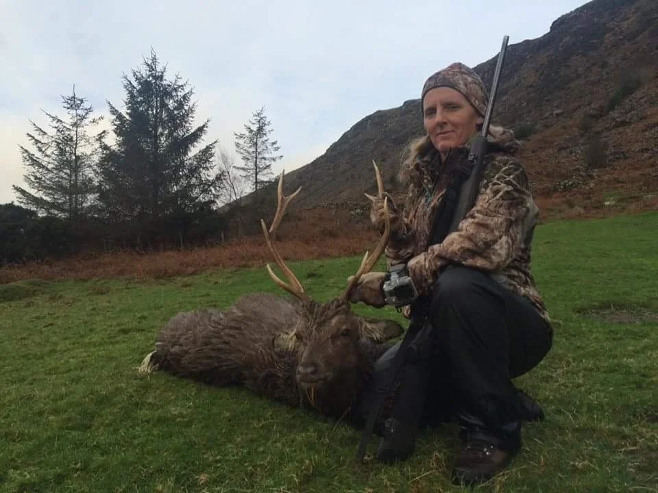 Sika Stag Hunting Ireland