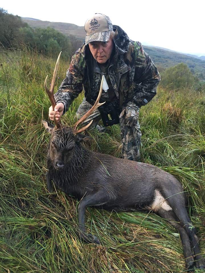 Sika Stag Ireland
