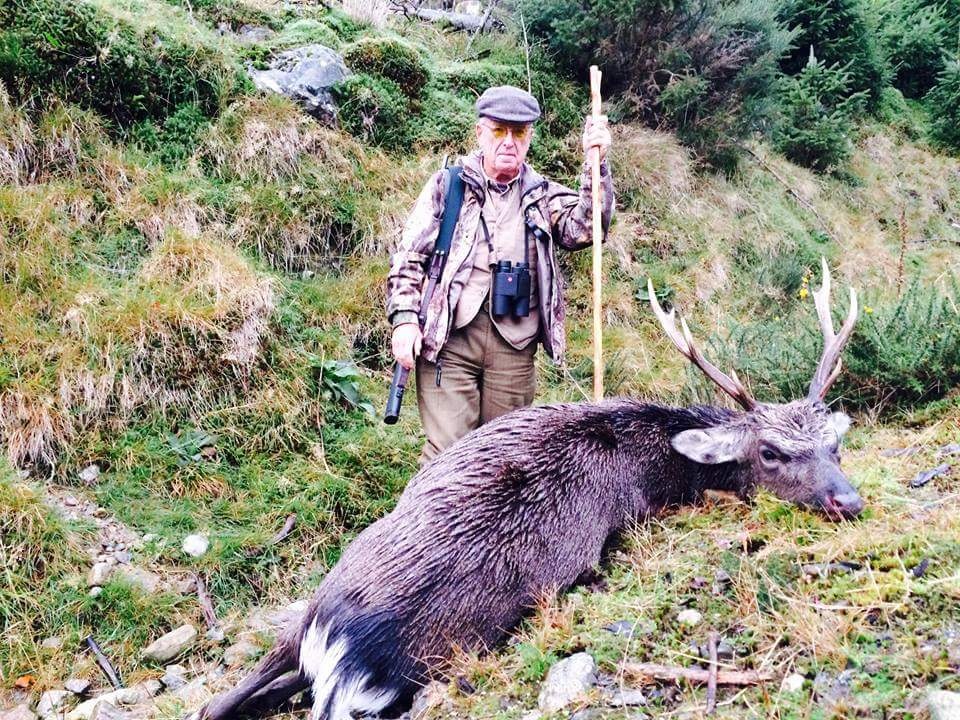 Sika Stag Hunting Ireland