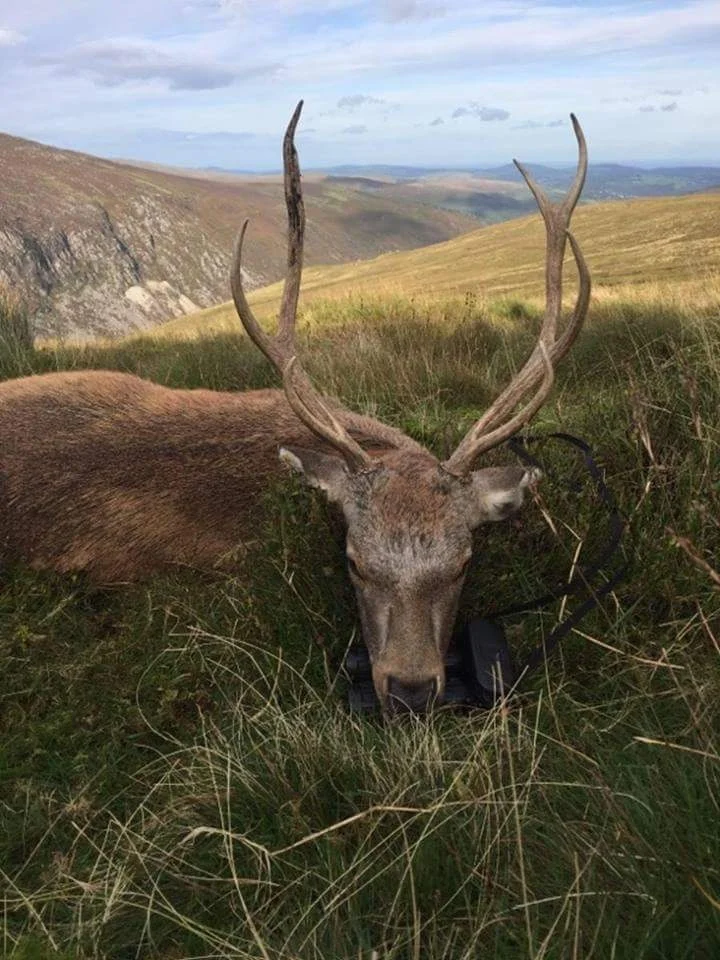 Sika Stag Hunting Ireland