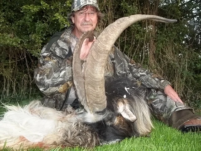 Ibex
