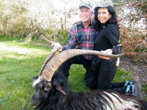 Ibex