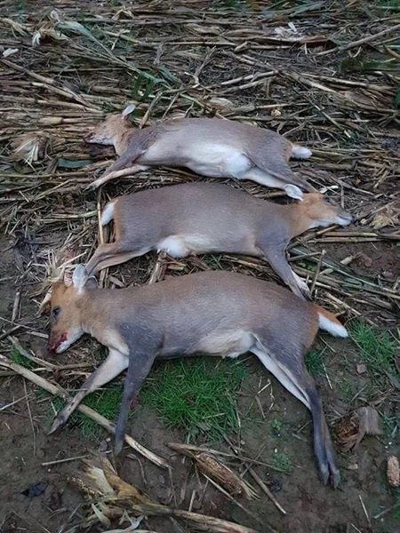 Roe / Muntjac Deer / Chinese Water Deer