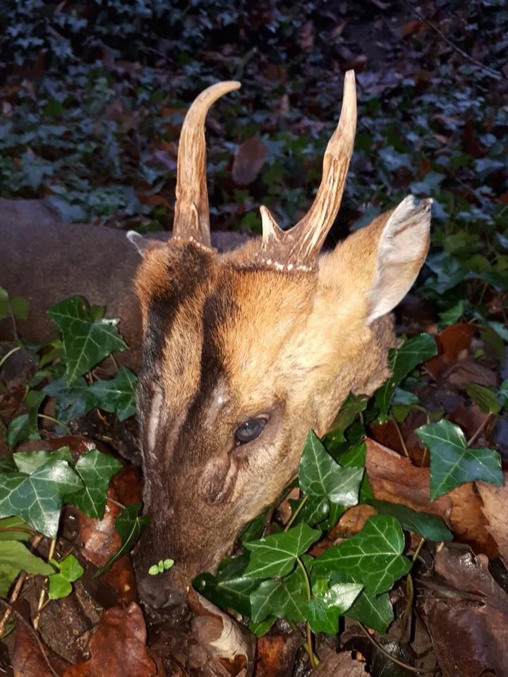 Roe / Muntjac Deer / Chinese Water Deer