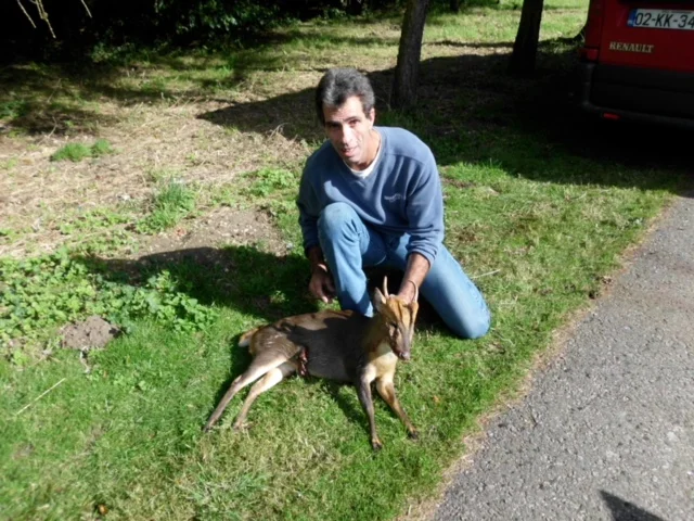 Roe / Muntjac Deer / Chinese Water Deer