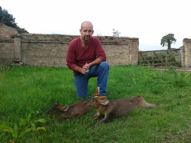 Roe / Muntjac Deer / Chinese Water Deer