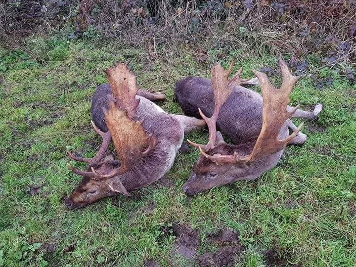 Fallow Stags Ireland