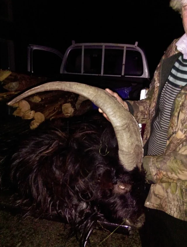 Ibex