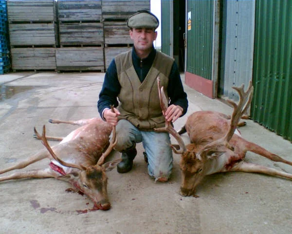 Fallow Stags Ireland
