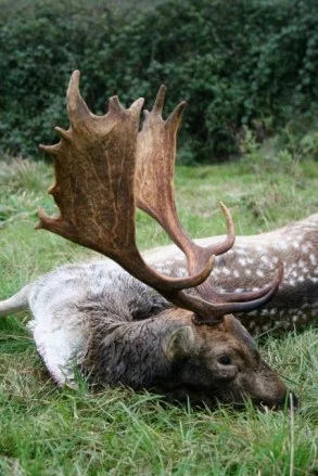 Fallow Stags Ireland