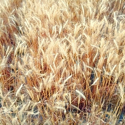 The Next Chapter — Suna & Toast - suna & toast