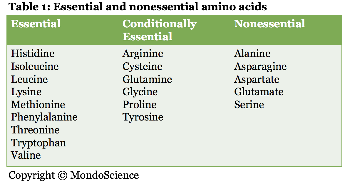 What are Amino Acids? — MondoScience