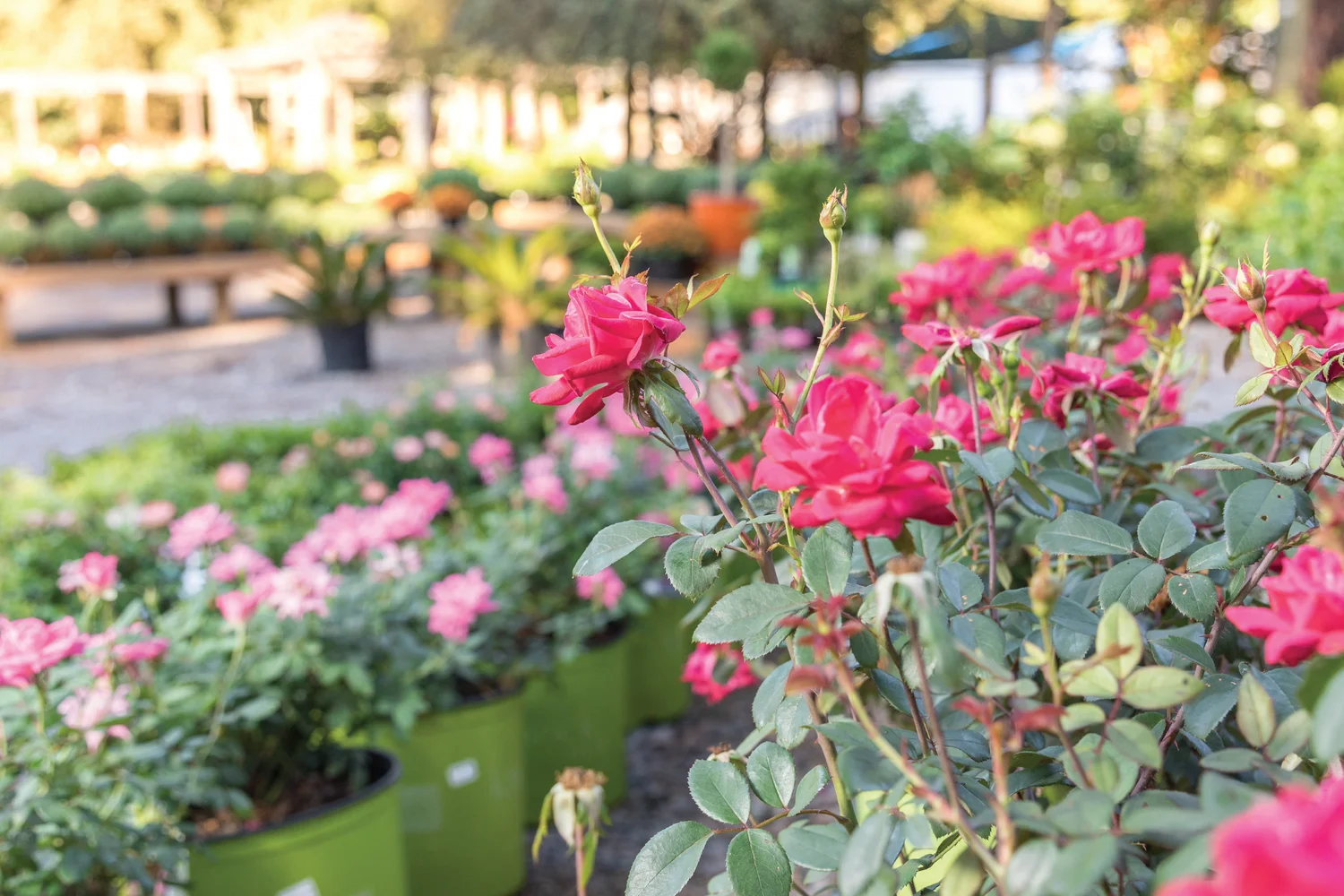 Garden — Bedford Greenhouses