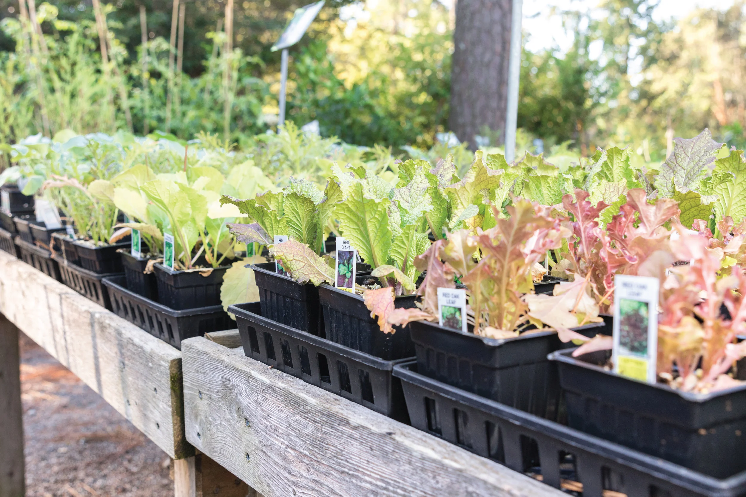 Garden — Bedford Greenhouses