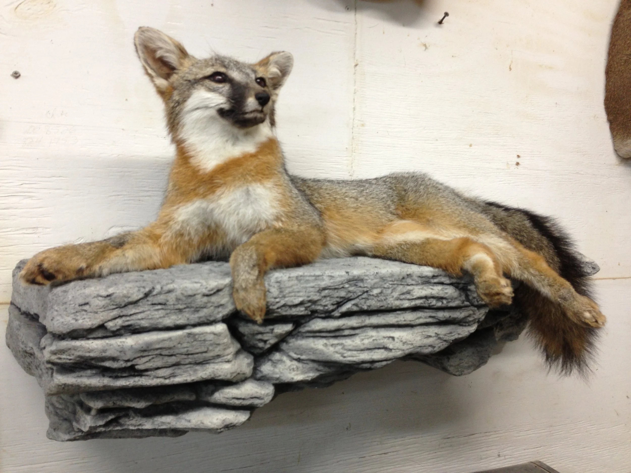 Backwoods Taxidermy