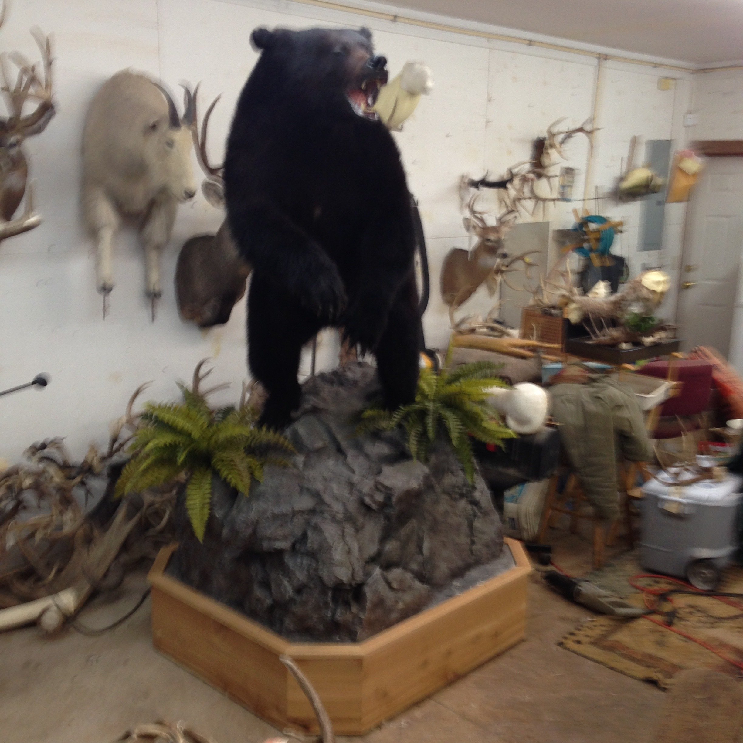 Backwoods Taxidermy