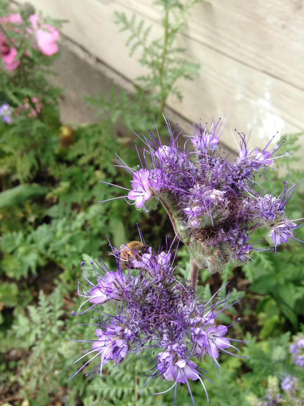 Our Gardens — Hackney Herbal