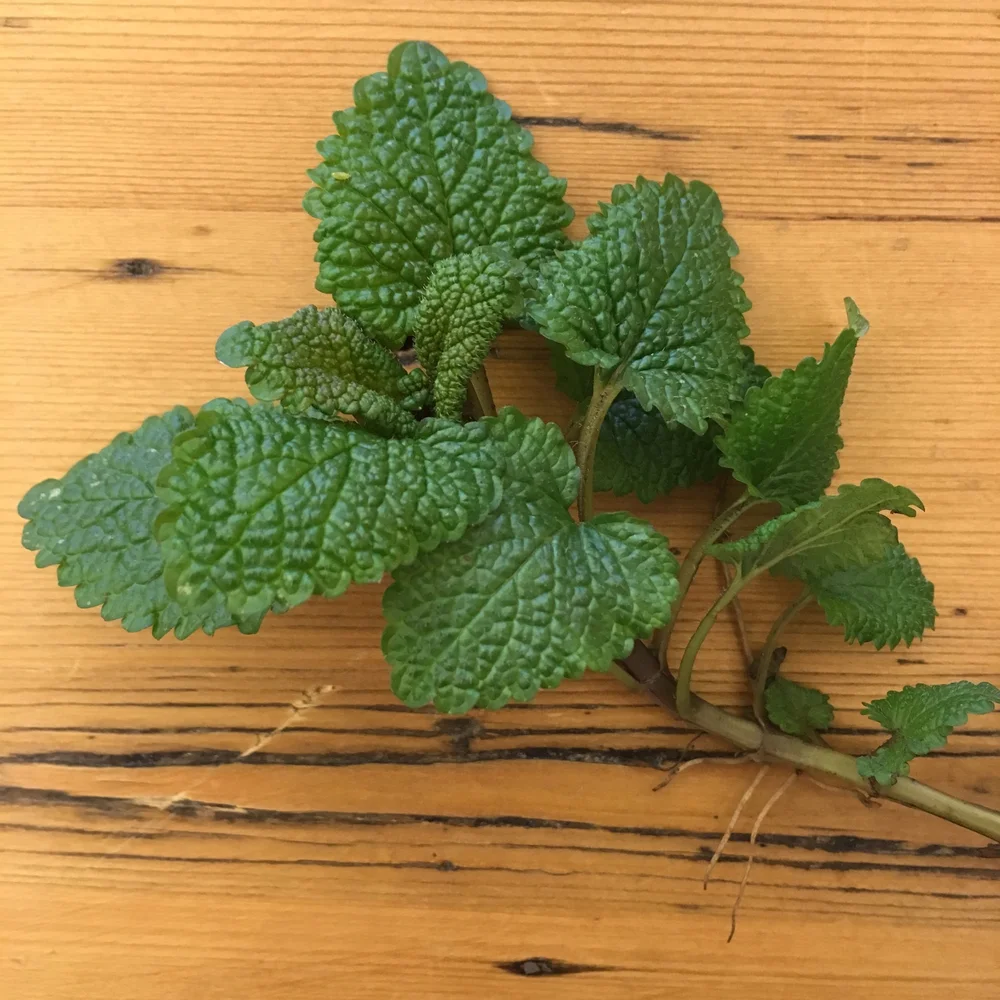 Herb Highlight // Lemon balm — Hackney Herbal