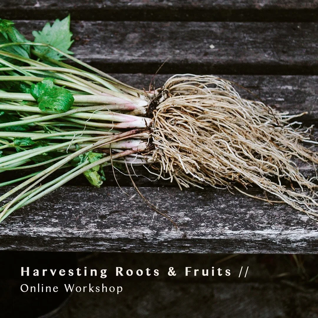 Herbs in August — Hackney Herbal