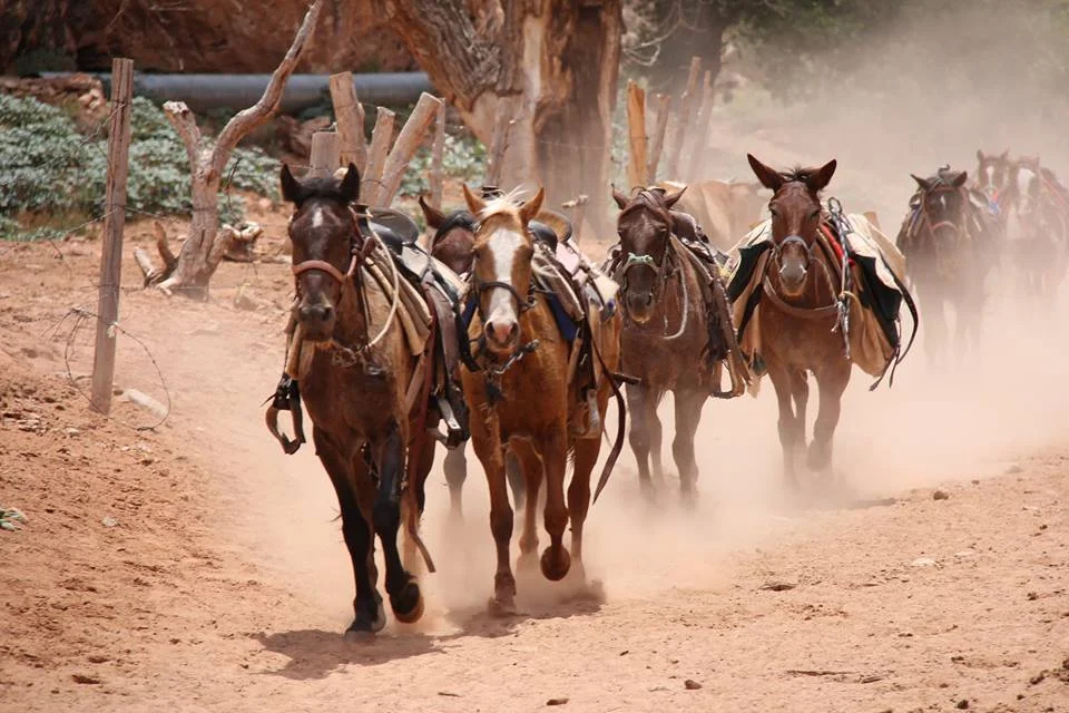 Gallery of Pack Animal Neglect and Abuse — SAVE Havasupai Horses