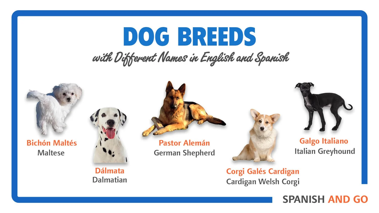 Different Ways to Say Dog in Spanish [Translation and Much More ...