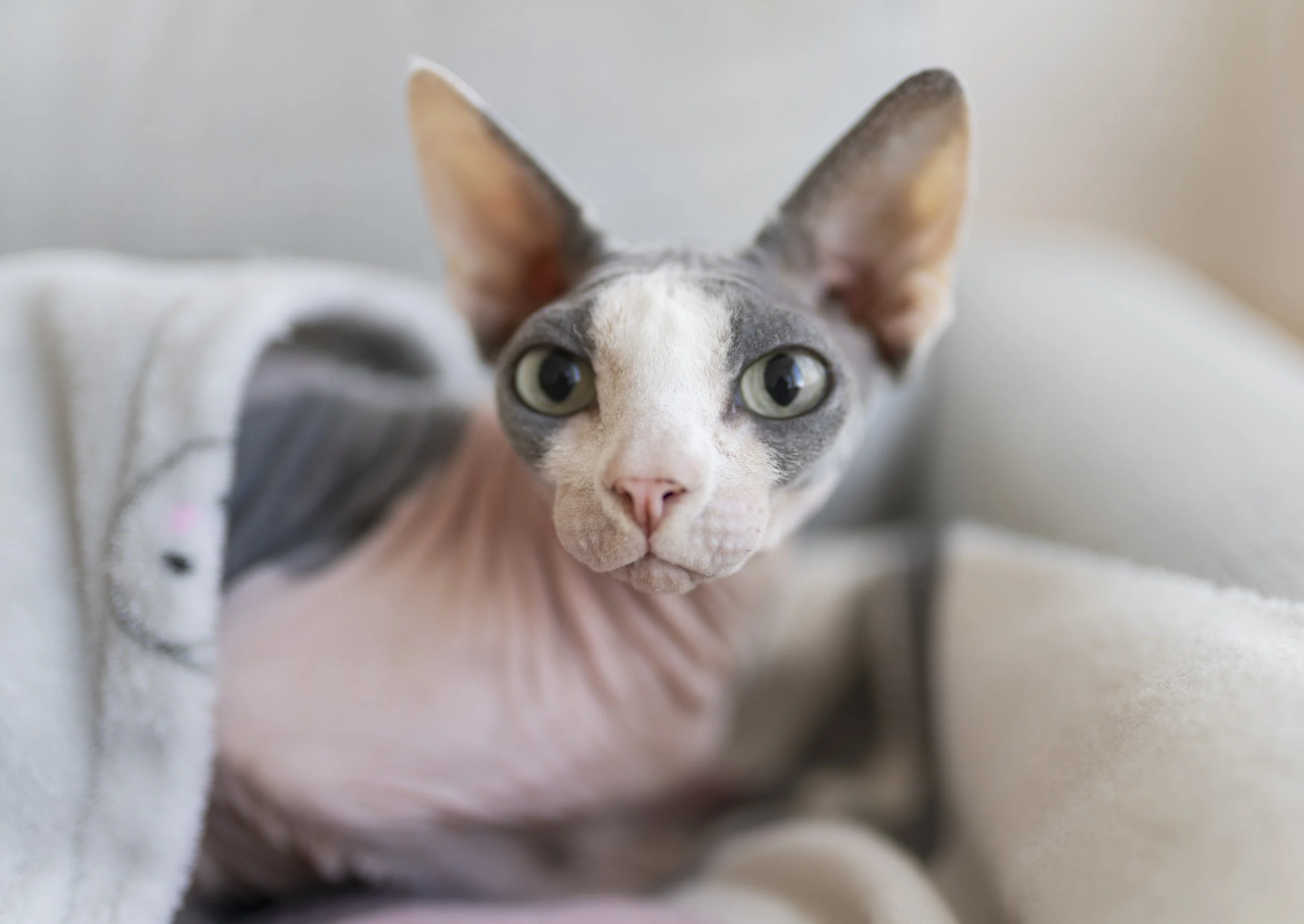 5 Kucing Termahal di Dunia yang Harganya Bikin Geleng-Geleng — MPOIN