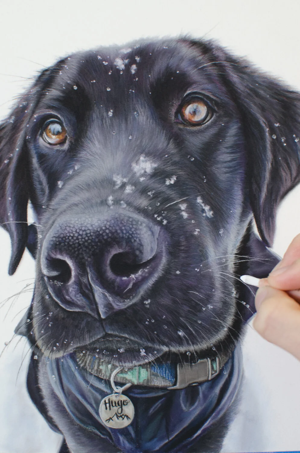 Black Lab Dog Drawings